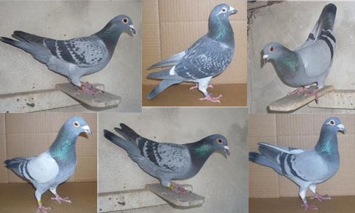 Fernando CAMISSI - Ganador ZAPALA (Norte mas de 1100km) - Colombofilos ...